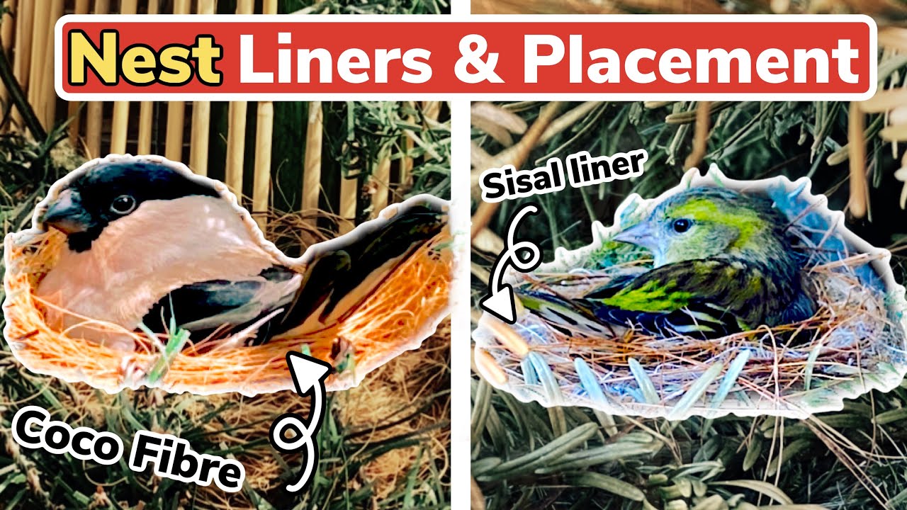 Suitable Nest Liners & Placement for Breeding British Finches ...