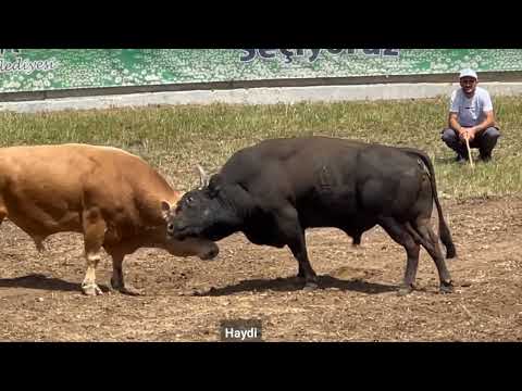 ÖLÜMÜNE 3 GÜREŞ TEK PARÇA + DEREKAPI 2024