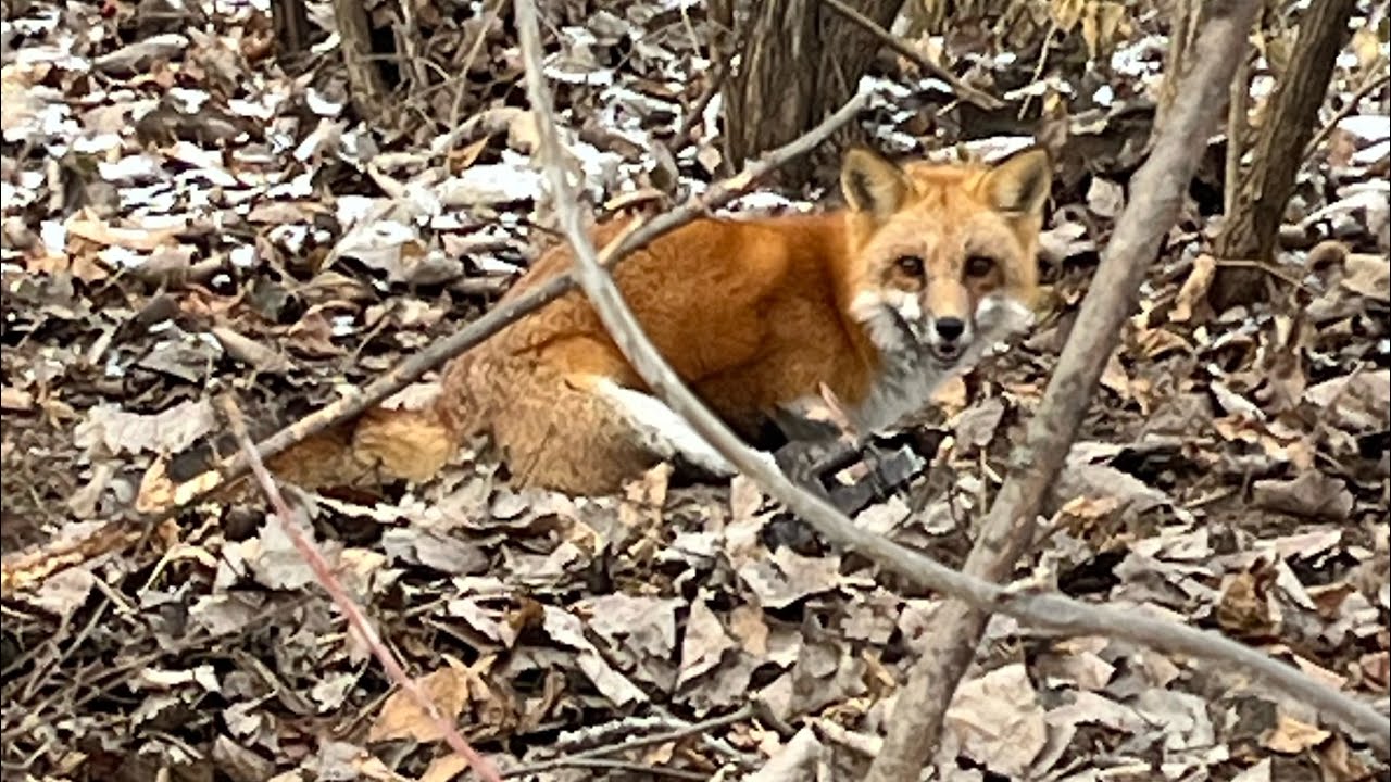 Fox trapping with a 1 1/2 double jaw Bridger. With catch. - YouTube