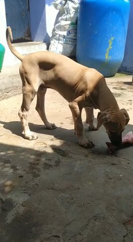 chipparai love😍 dog - YouTube