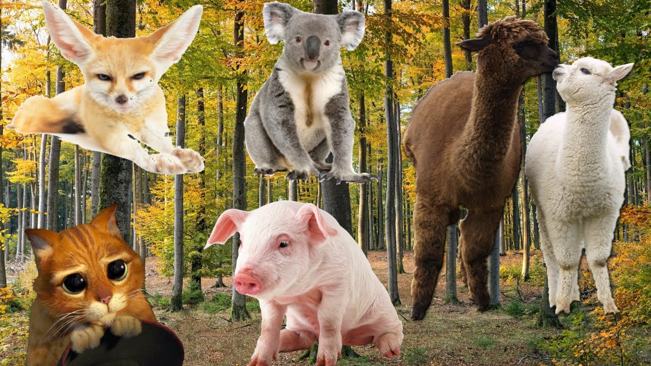 Adorable animals all over the world ! Hurry up to see them! - animal ...