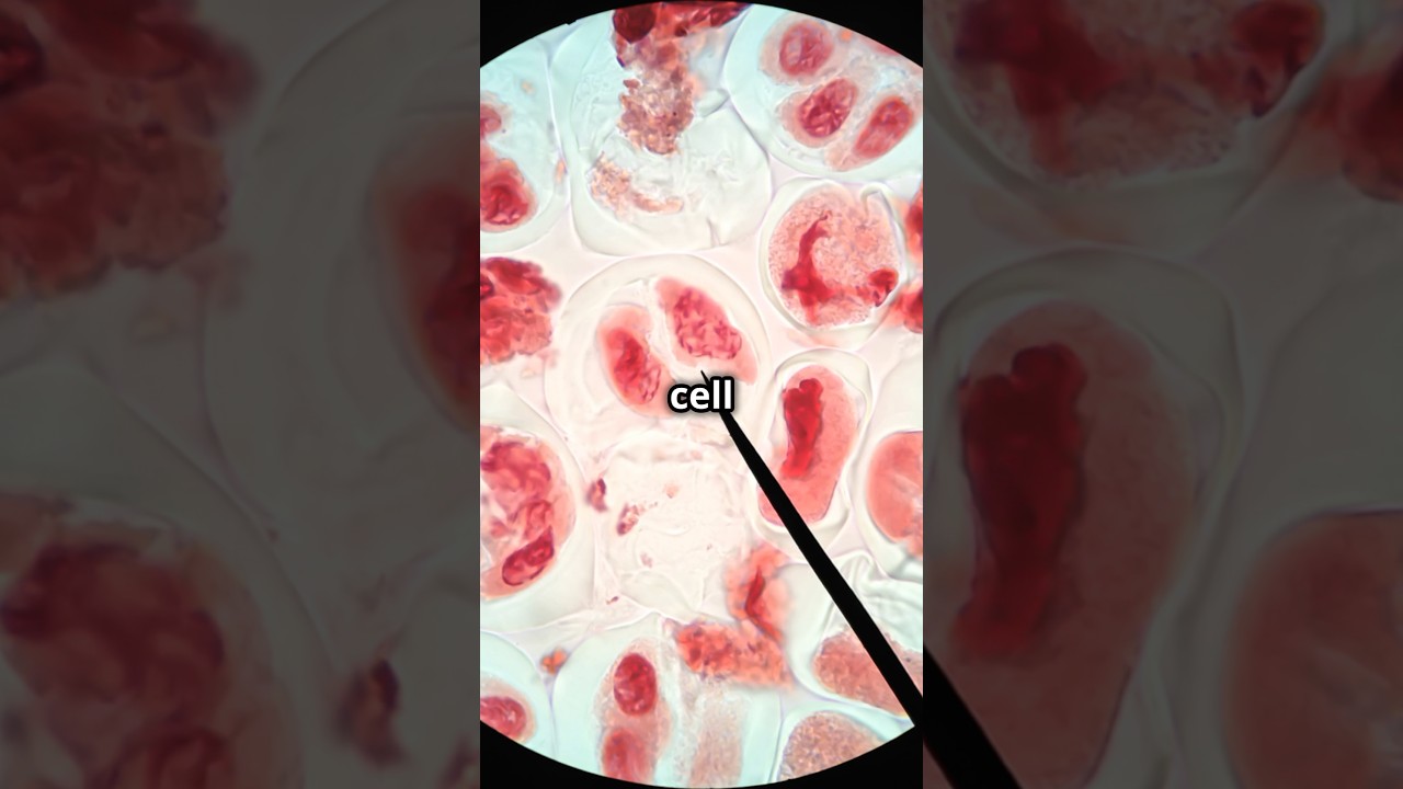 The Human Cell Atlas - A Medical Revolution - YouTube