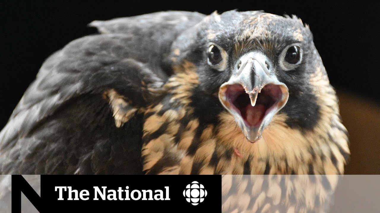 Canada's falcon population back from brink of extinction - YouTube