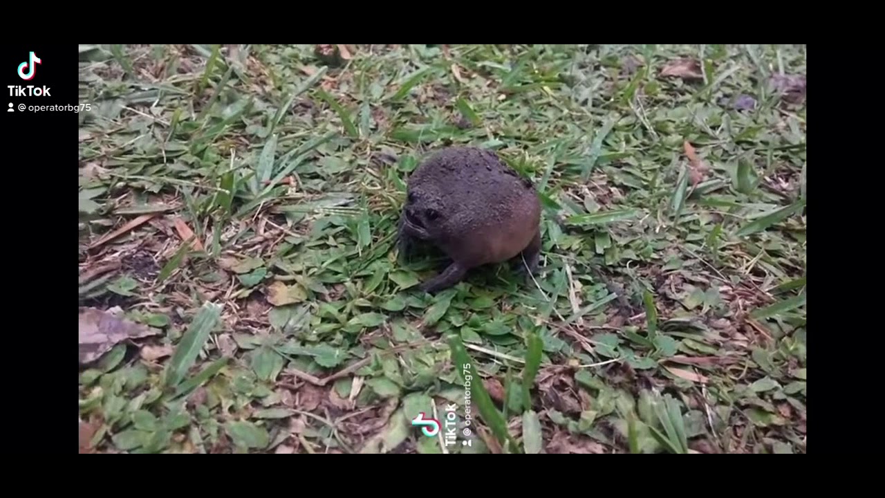 African Squeaking Frog War Cry - YouTube