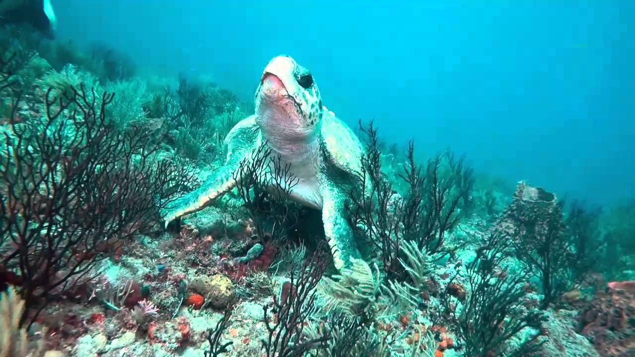 2015/06/13-14 - turtle montage - Jupiter - YouTube