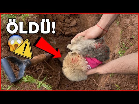 KÖPEK KATİLİ KÖPEĞİMİ ÖLDÜRDÜ! - MEZARINI AÇTIK!
