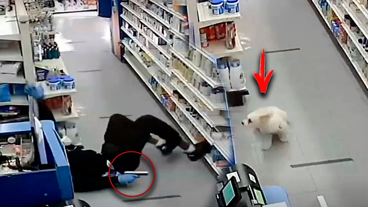 A Tiny Dog Attacked The Robber, No One Expected That! - YouTube