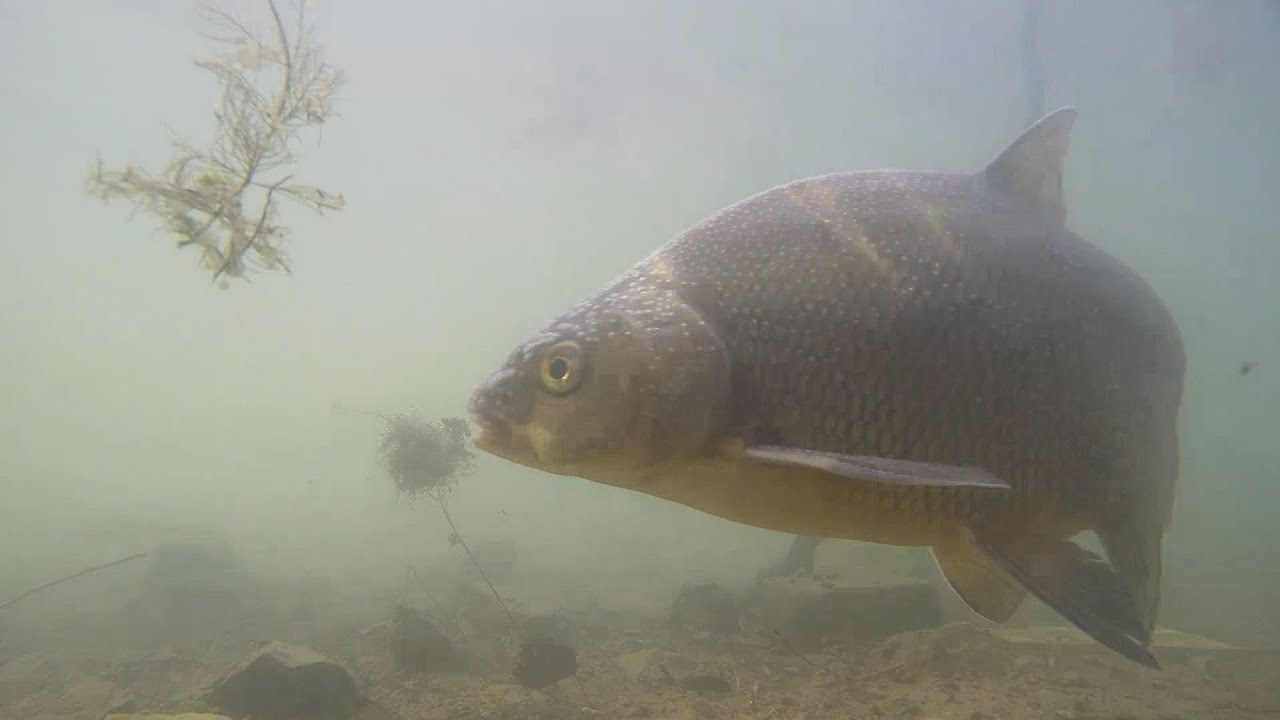 Deverika u mrestu - YouTube