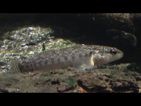 Logperch In My Native Tank - YouTube