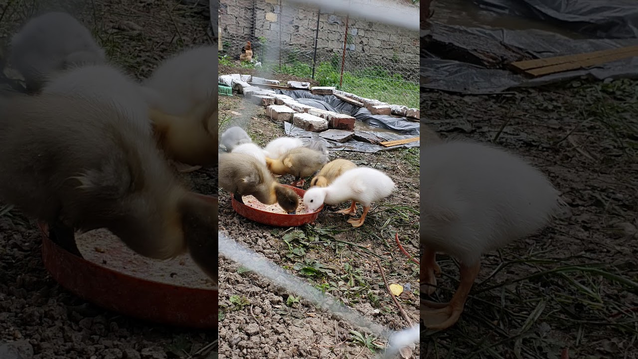 Rate polare - YouTube