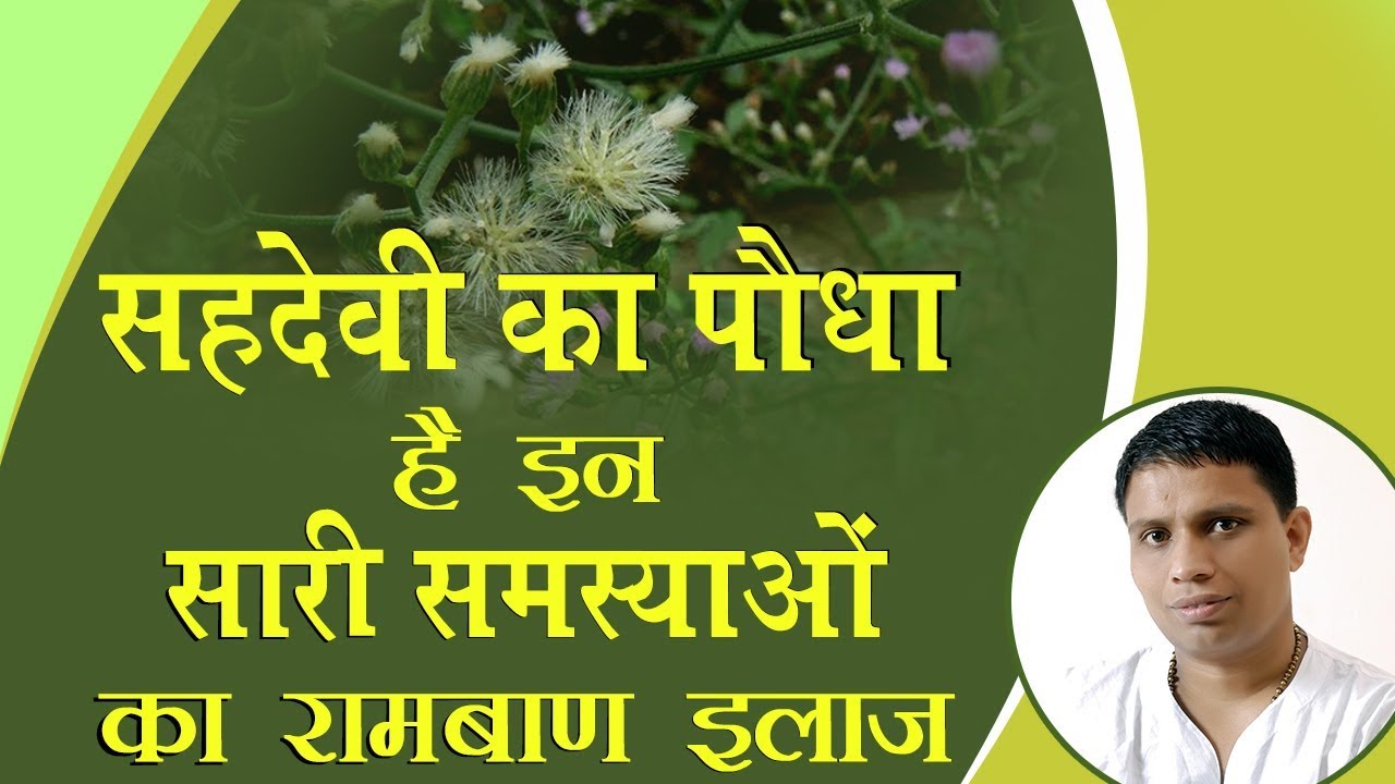 सहदेवी (Purple fleabane) का पौधा है इन सारी समस्याओं का रामबाण इलाज ...