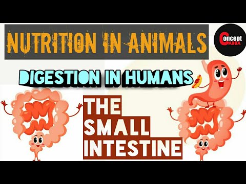 Small Intestine and functions NCERT Science - YouTube