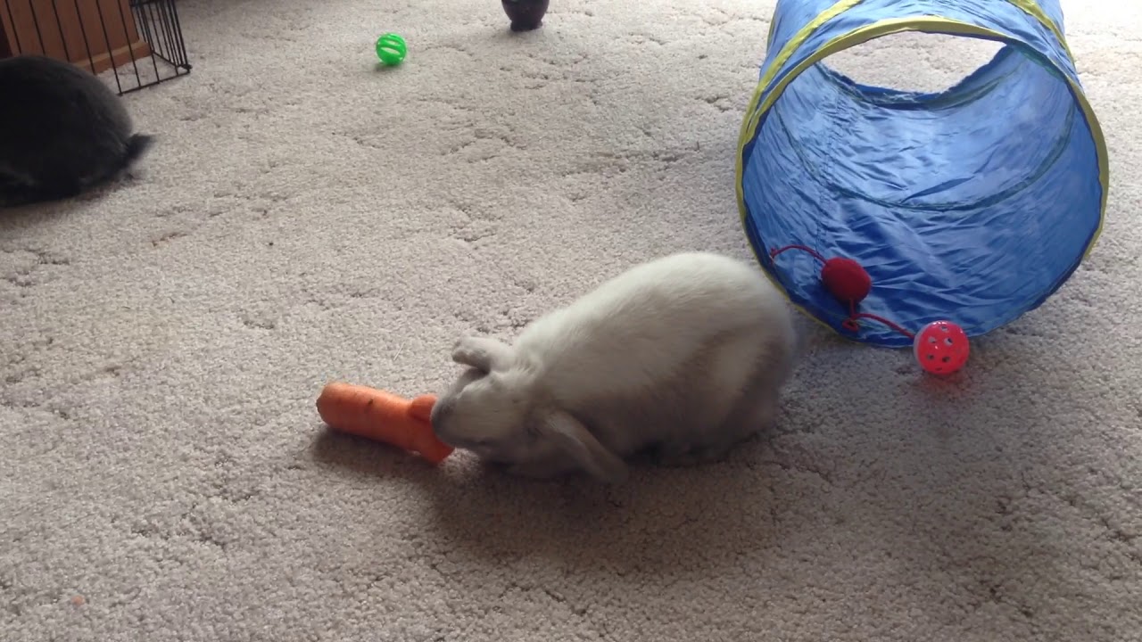 5 week old bunnies - YouTube