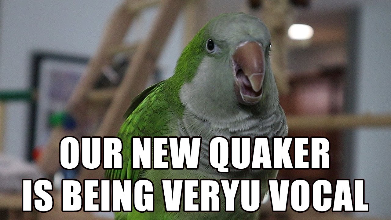 Our New Quaker Parrot is Being Very Vocal! Quaker Parrot Sounds - YouTube