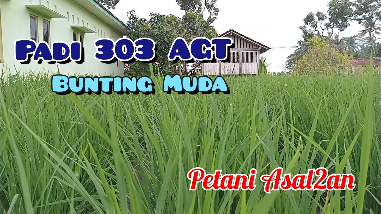 Fase Generatif Padi 303 AGT || Mulai Bunting Muda - YouTube
