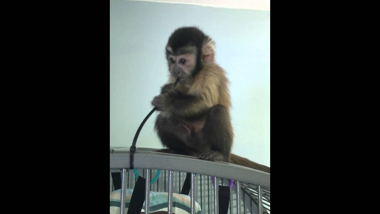 Capuchin Monkey Exploring His Cage For First Time - YouTube