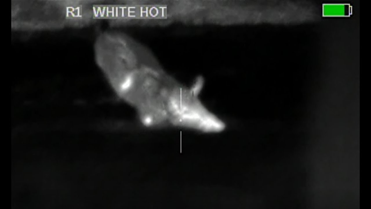 Huge charging boar hog soaks up multiple hunting rounds. - YouTube