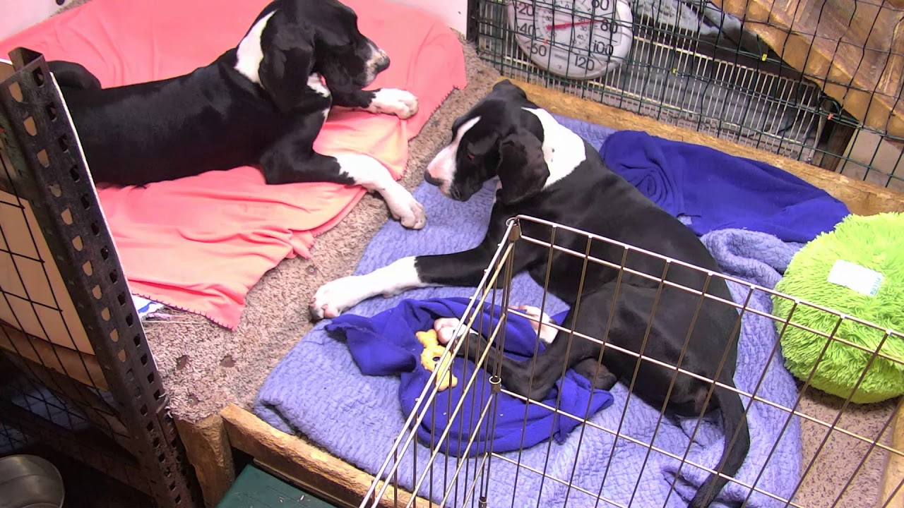 Great Dane Indoor Puppy Room 07-09-2018 14:23:39 - 15:23:41 - YouTube