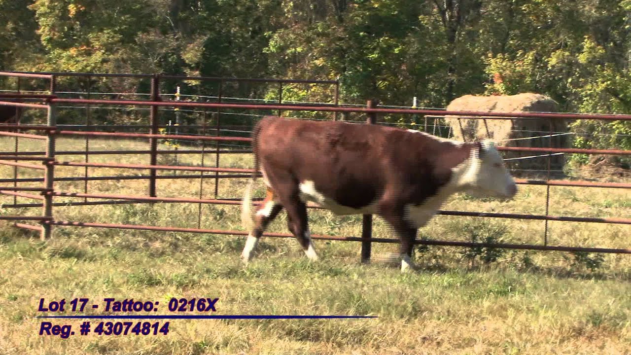 Falling Timber Bred Heifer Sale Lot 17 - YouTube
