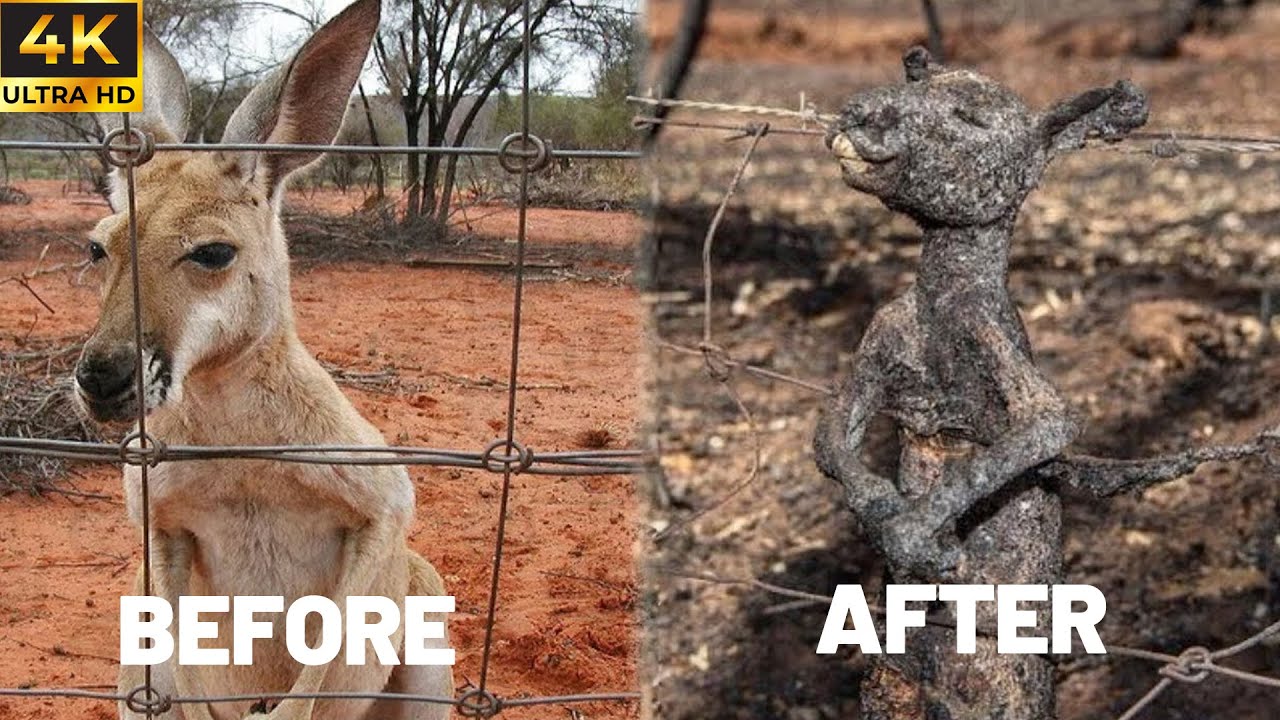 Shock and Horror Moments of Animals Shocked by Electricity! - YouTube