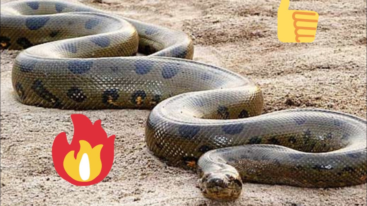 A video and documentary showing the process of a snake catching its ...