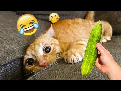 𝐂𝐋𝐀𝐒𝐒𝐈𝐂 𝐃𝐨𝐠 𝐚𝐧𝐝 𝐂𝐚𝐭 𝐕𝐢𝐝𝐞𝐨𝐬 🐶🐶🐱 𝟏 𝐇𝐎𝐔𝐑𝐒 𝐨𝐟 𝐅𝐔𝐍𝐍𝐘 𝐂𝐥𝐢𝐩𝐬 🐱 𝐂𝐮𝐭𝐞 𝐛𝐚𝐛𝐲 𝐚𝐧𝐢𝐦𝐚𝐥𝐬 𝐯𝐢𝐝𝐞𝐨𝐬 𝟐𝟎𝟐𝟒