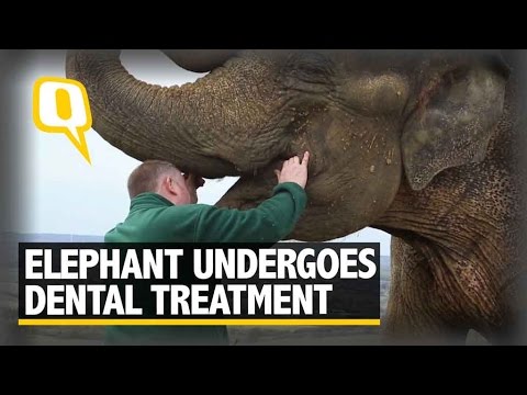 The Quint: Asian Elephant With Tooth Ache Undergoes Dental Treatment ...