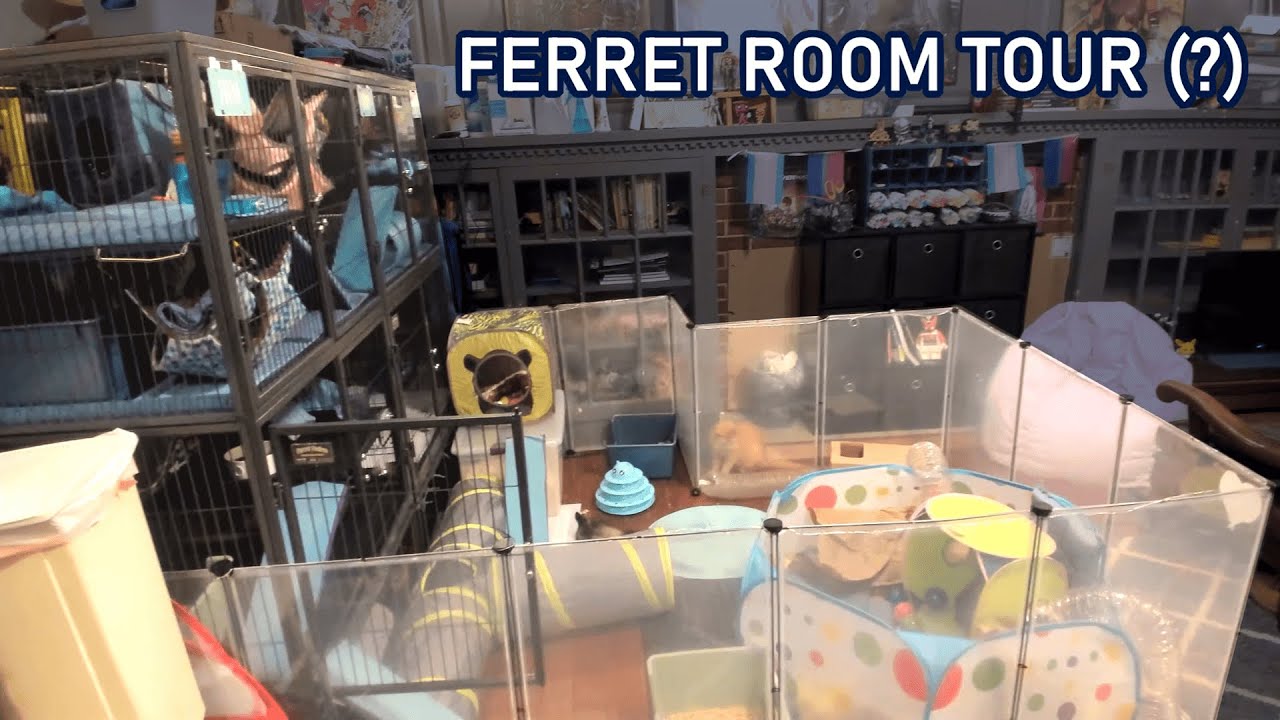 Ferret Room tour - YouTube
