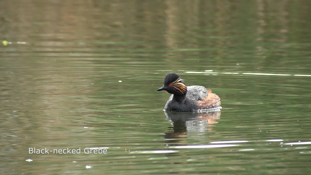 Birds of the Belgian Countryside: 100 species. Episode 3: Summer. - YouTube