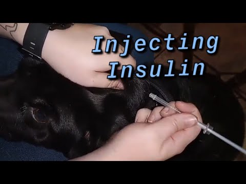 How To Give A Diabetic Dog Insulin - YouTube