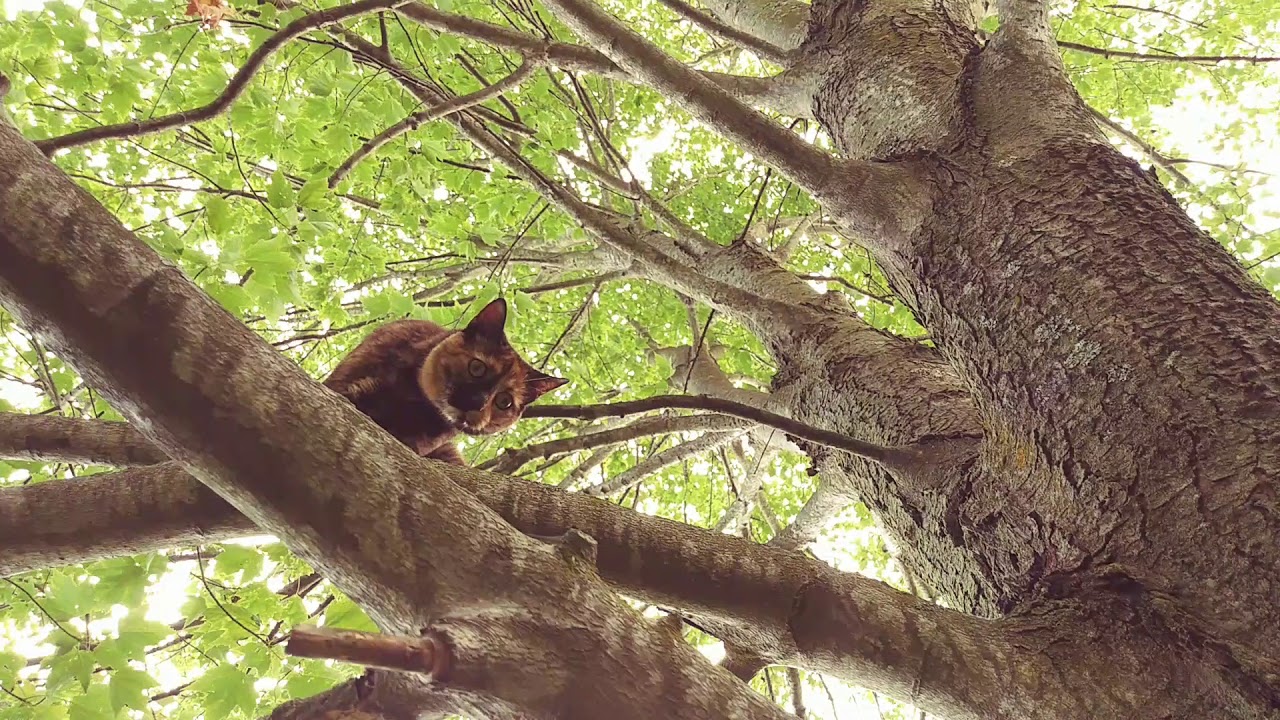 Kahlua Tree Ninja - YouTube