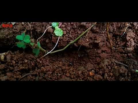Video Tingkah Hewan Yang Lucu - Jarang Di Lihat Banyak Orang