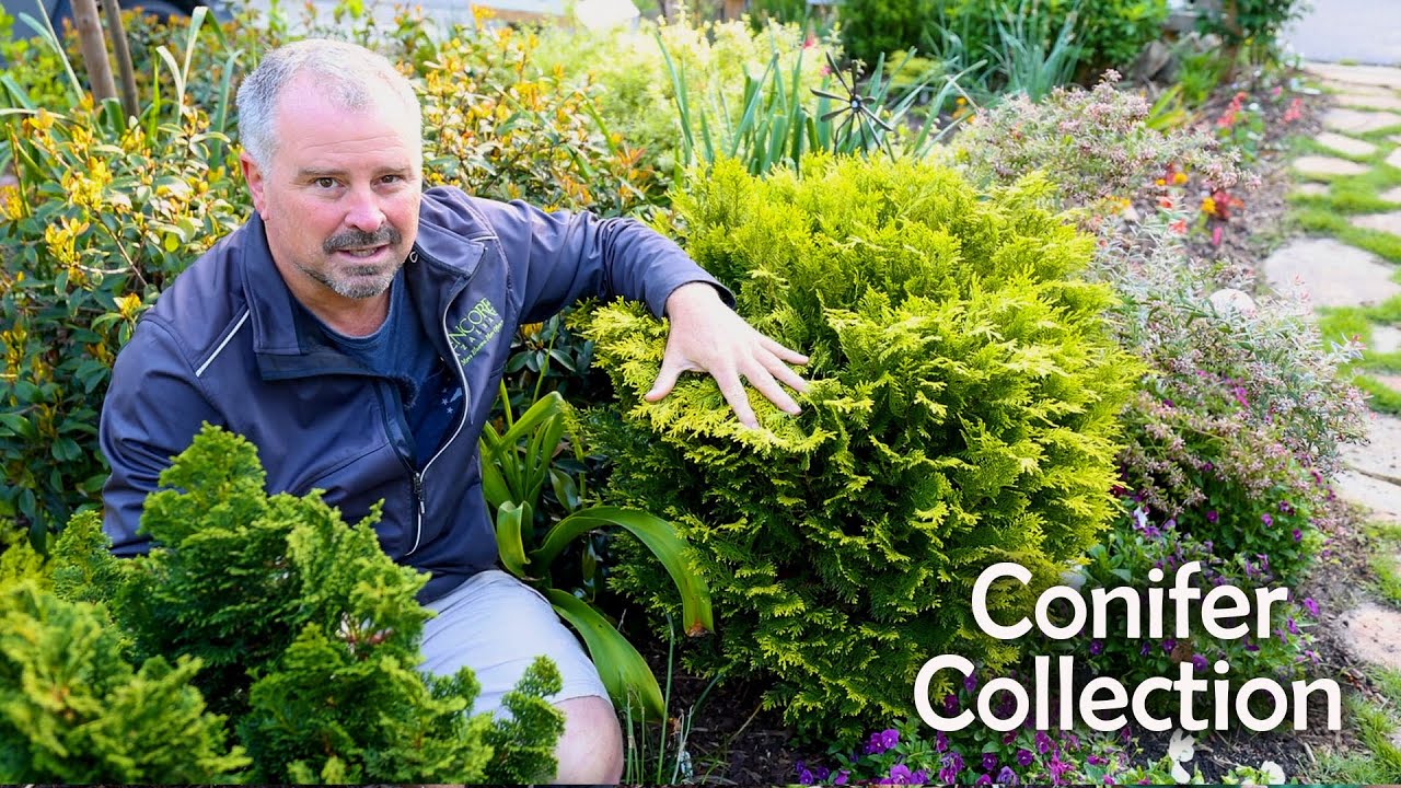 Great Evergreens for the Garden - Conifers - P1 - YouTube