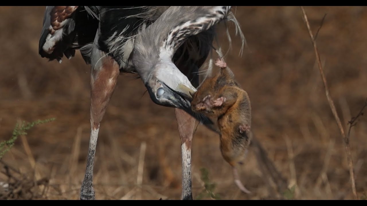 Great Blue Heron, a great gopher hunter - YouTube