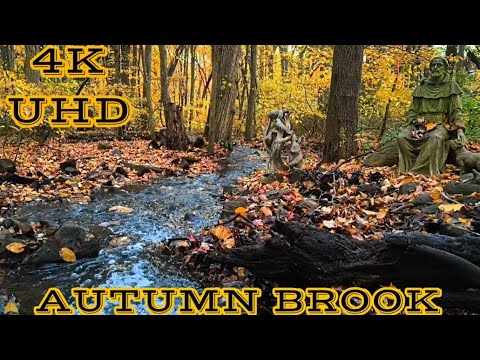 Small Autumn Brook - Real Nature Ambience, Fall Leaves, Relaxing Water ...