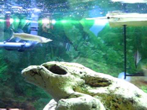 brackish aquarium feedertime - YouTube