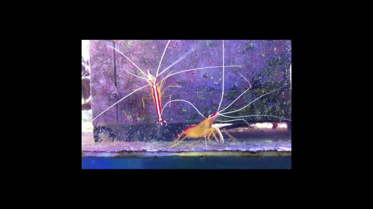The Cleaner Shrimp Dance - YouTube