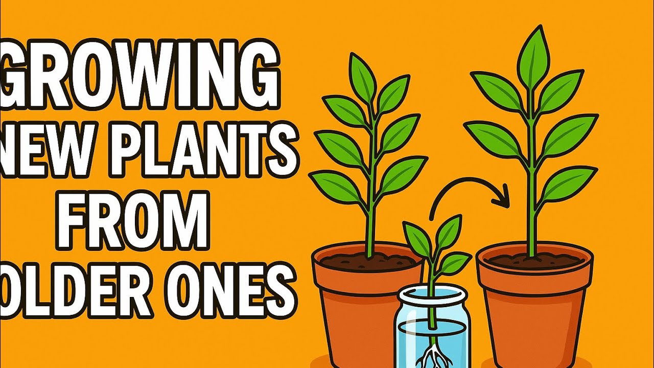 GROWING NEW PLANTS FROM OLDER ONE || PURANE PODHE SE BANAY NAY PODHE ...
