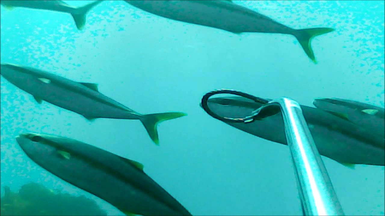 Inner 5 Fathom Bank dive-Noose footage...with Lee Richardson - YouTube