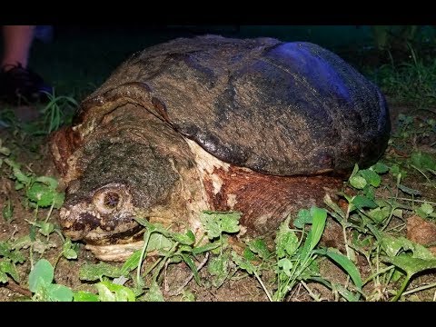 GIANT Common Snapping Turtle! - YouTube