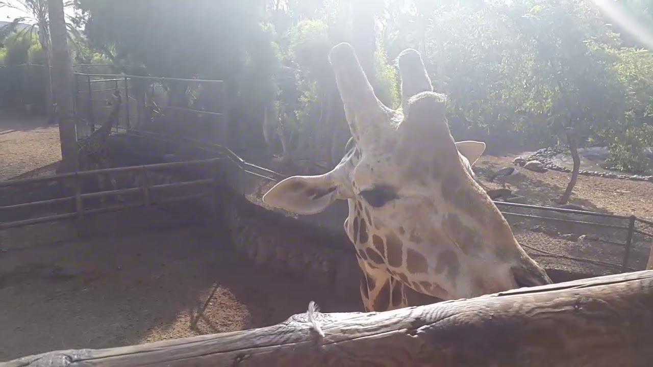 Funny Giraffe Eating Apple #funny #funnyvideo #funnyvideo #alievlady # ...