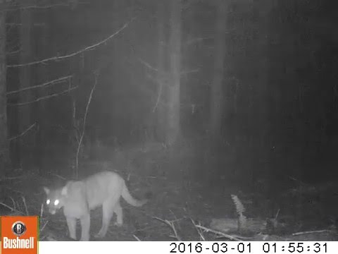 Oregon Trail Camera - Cougar at night - YouTube