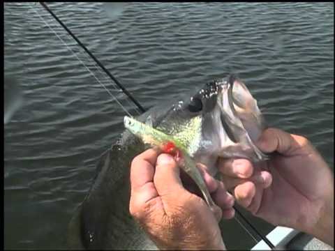 MIGHTY BITE - Δολώματα 5 αισθήσεων - YouTube