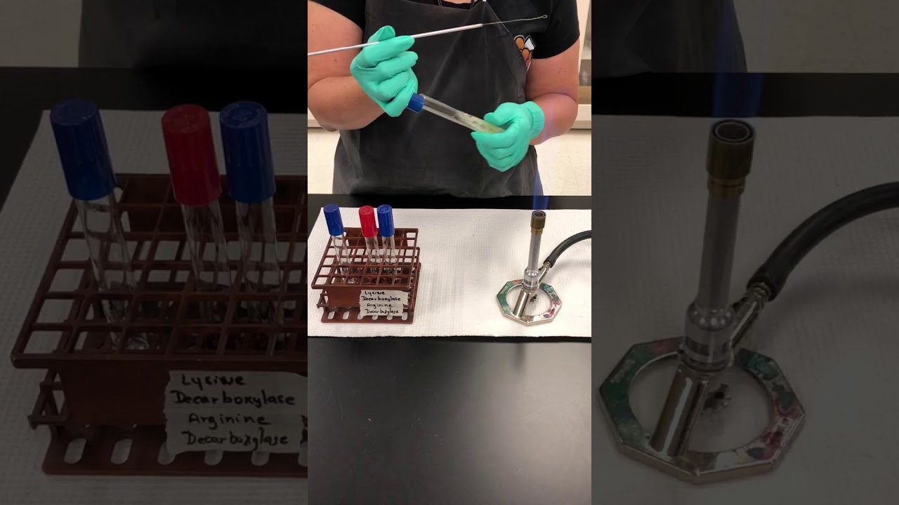 Decarboxylase test by Dr. V - YouTube