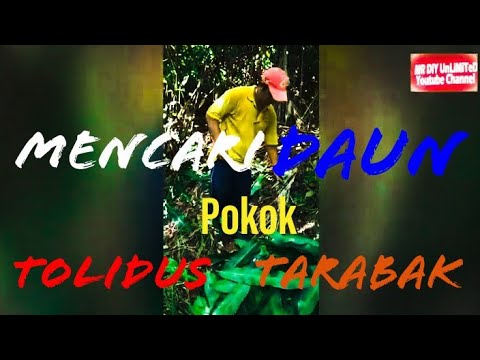 MASUK HUTAN CARI DAUN TOLIDUS DAN TARABAK - YouTube
