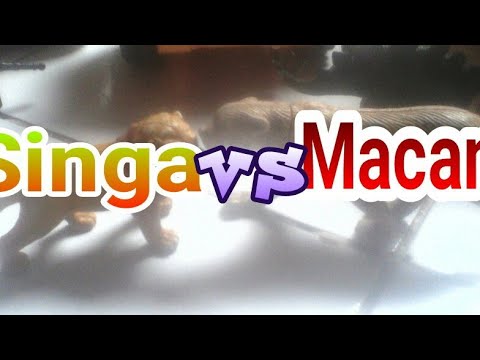 Singan dan Macan2an seru abis