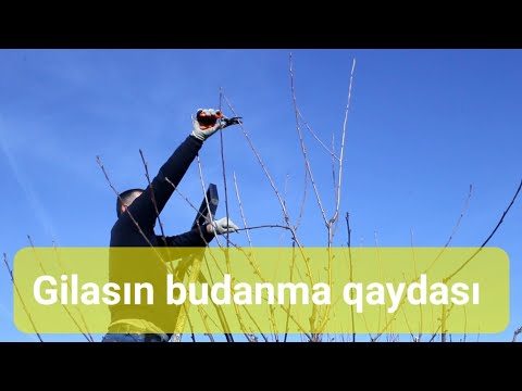Gilasın budanma qaydası