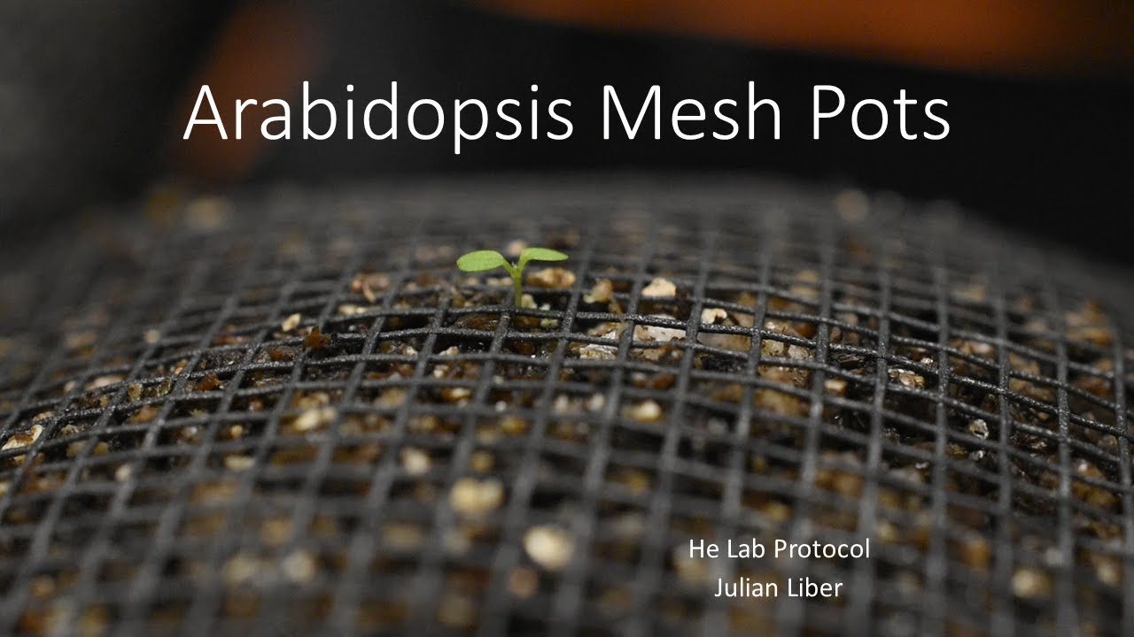 Arabidopsis Mesh Pots - He Lab Protocols - YouTube