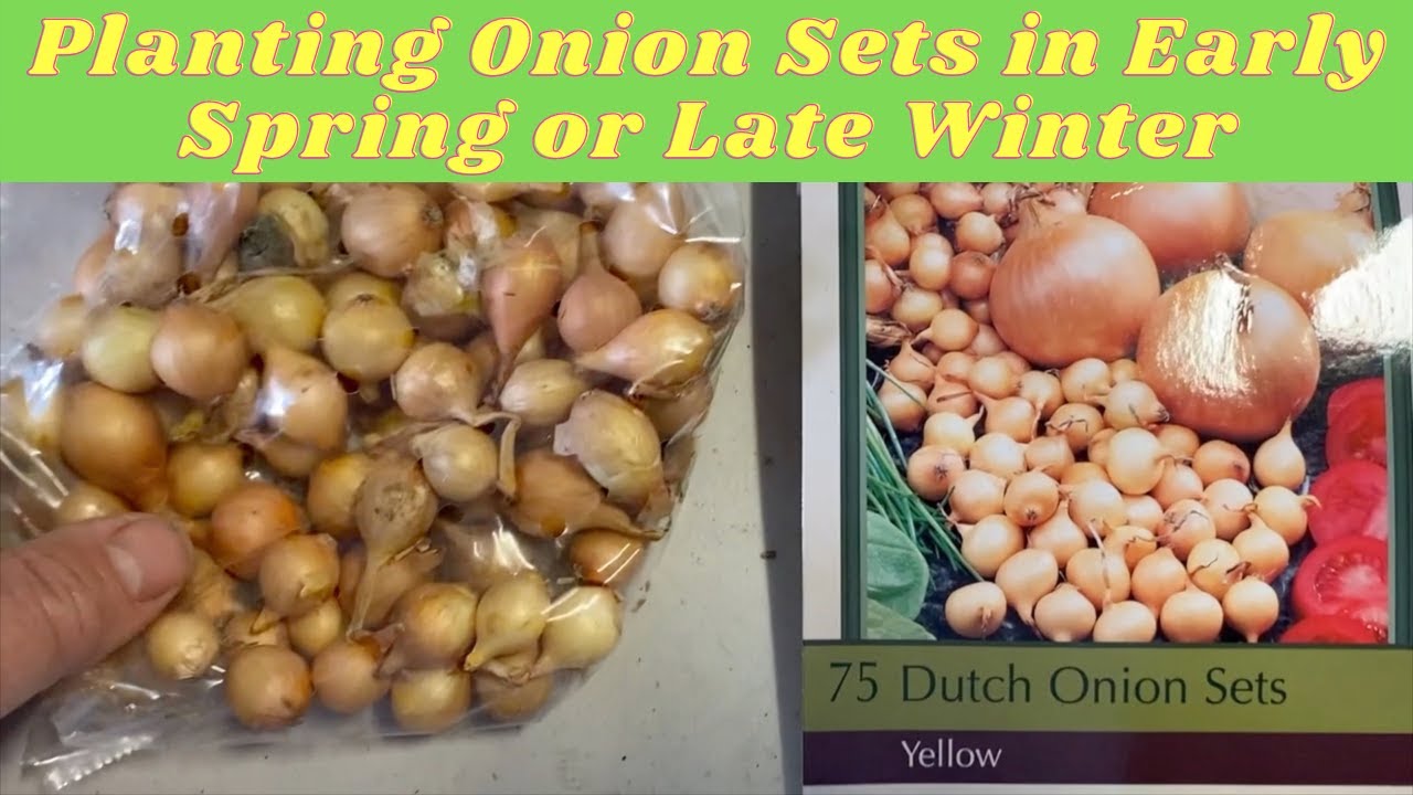 Planting Onion Sets in Early Spring or Late Winter - YouTube