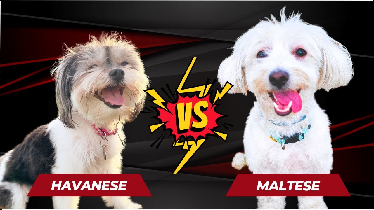 Havanese VS Maltese: Which is the Best Dog Breed? - YouTube